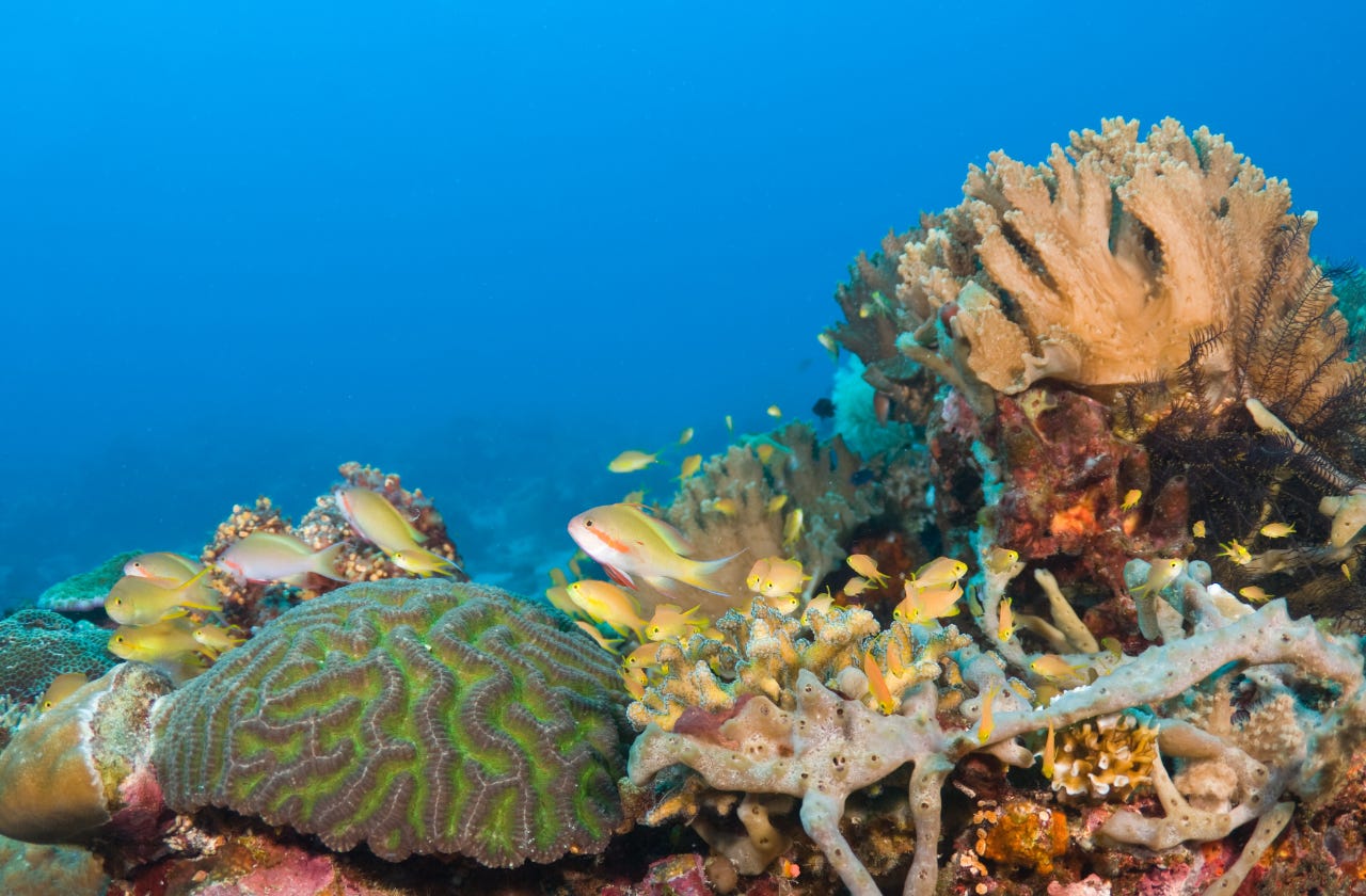 The Philippine Coral Reefs - by Edge Genosa