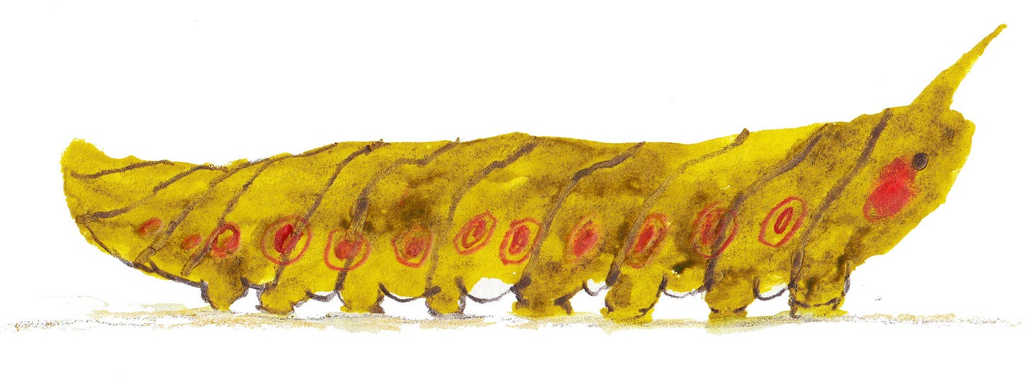 The Wobbly Line ~ 16 - by Julia Bethan - The Wobbly Line