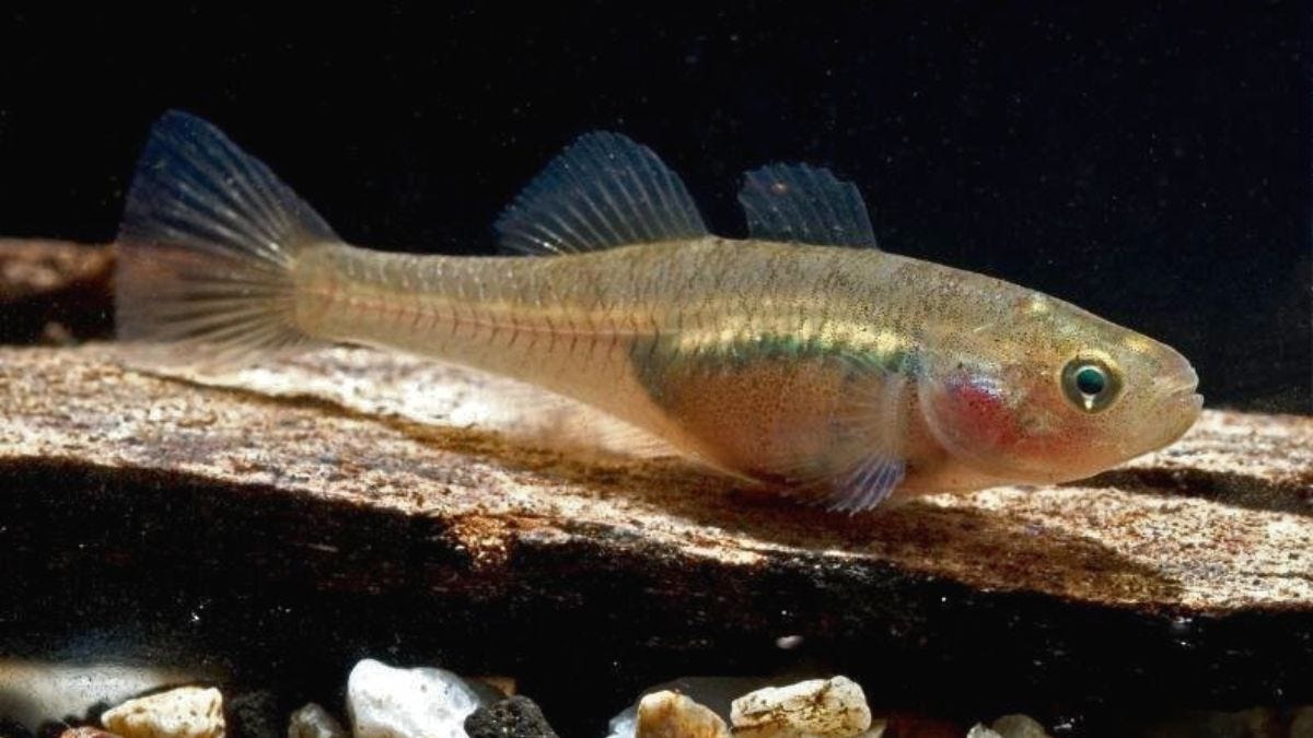 Carp are the most prominent fish species in Murray Bridge, DNA study proves