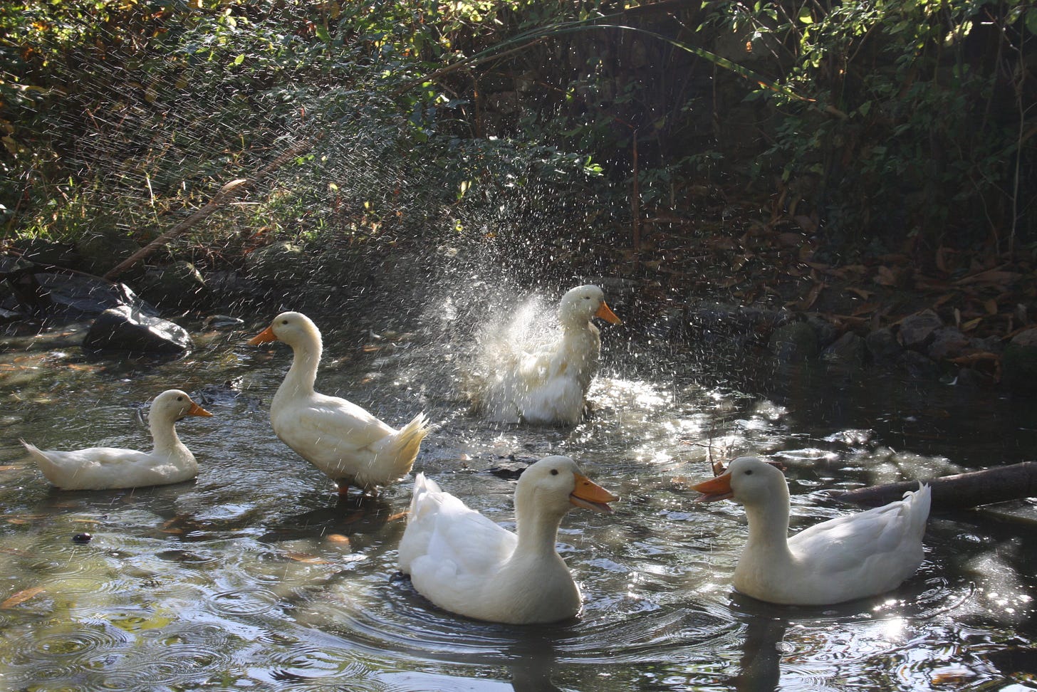 Balkan Ecology Project : Wildlife Pond Design, Planting and Management
