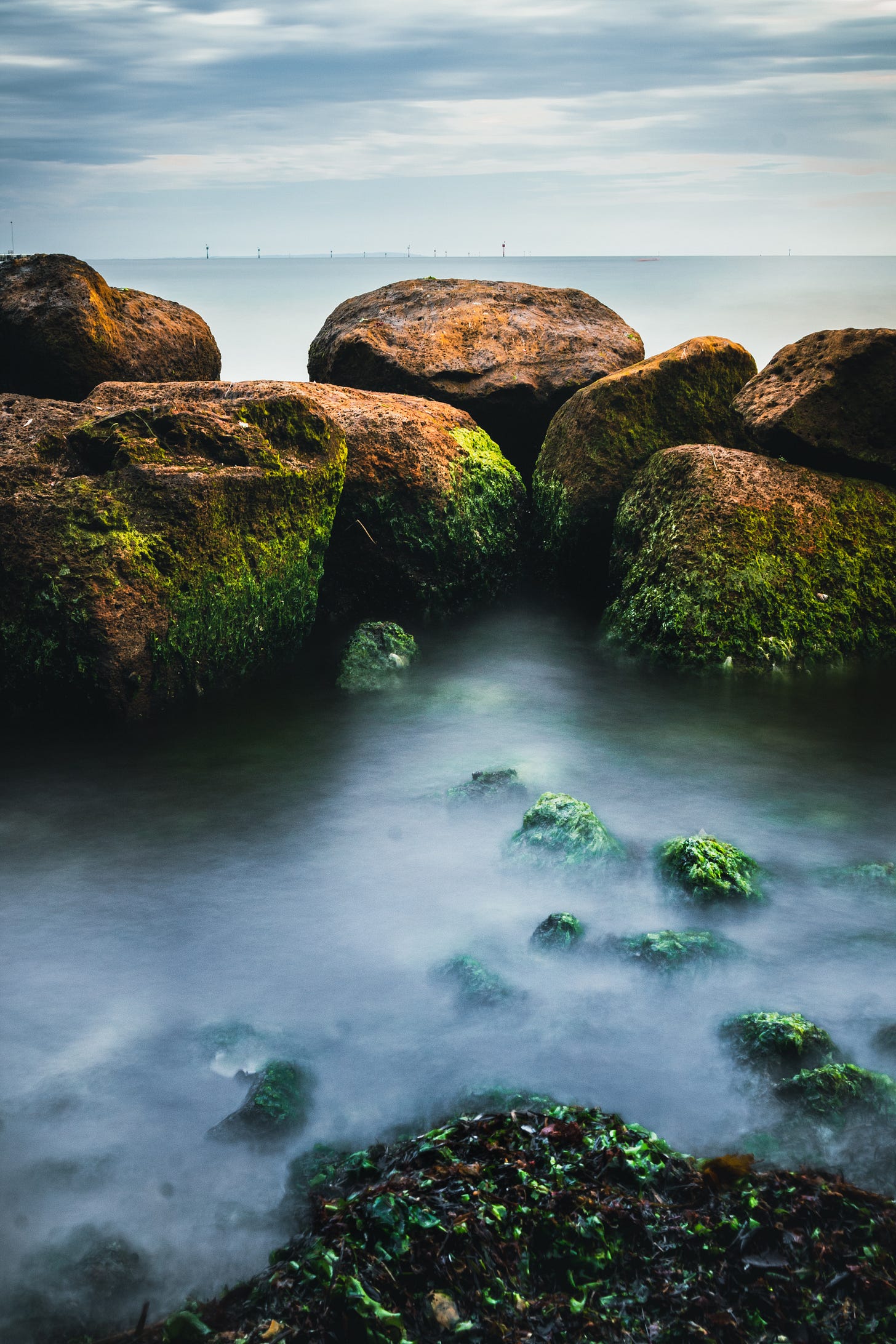 Algae, the wonder "plant" that could help decarbonise aviation