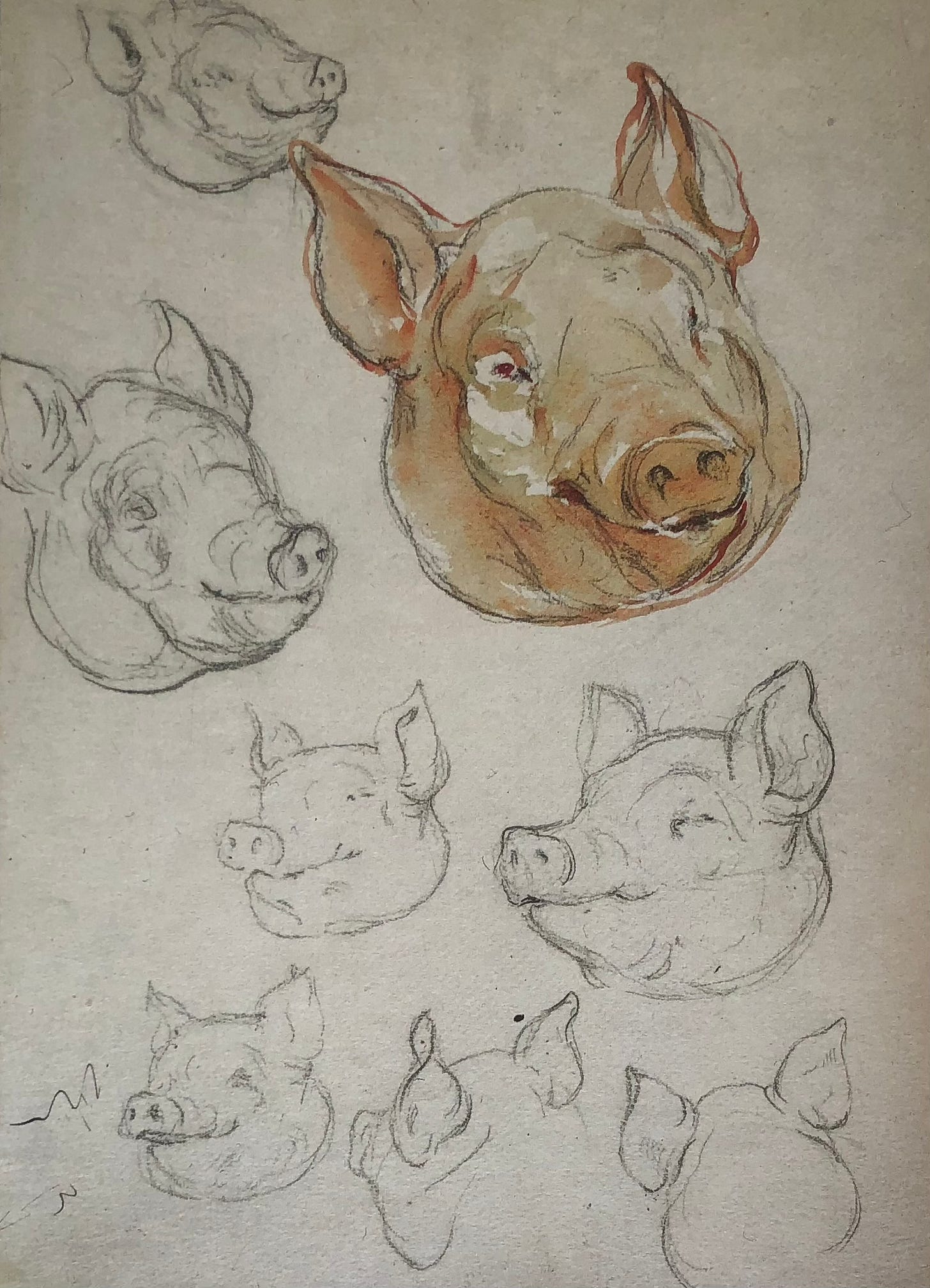 Beatrix Potter's Naturalist Notes - by Jillian Hess - Noted