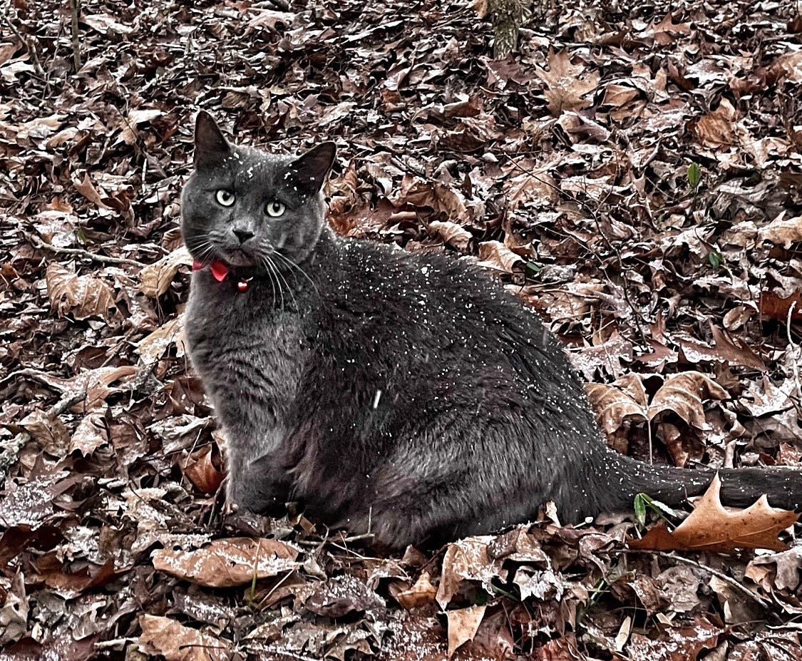 About - Cats Of Substack