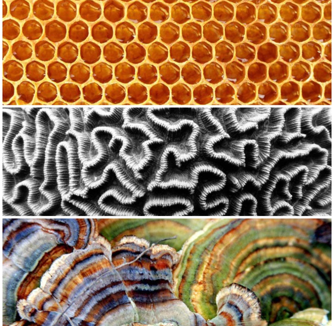 What Is a Mosaic? - by Rachel Sager