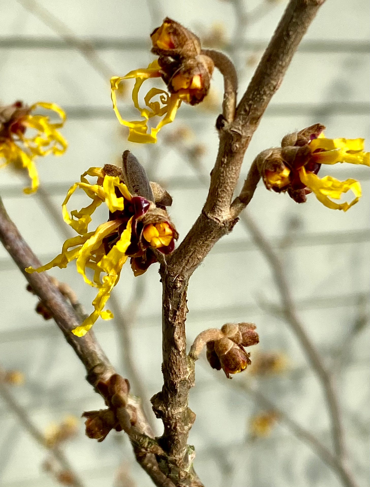 Witch Hazel Magic: Centered & Lighthearted