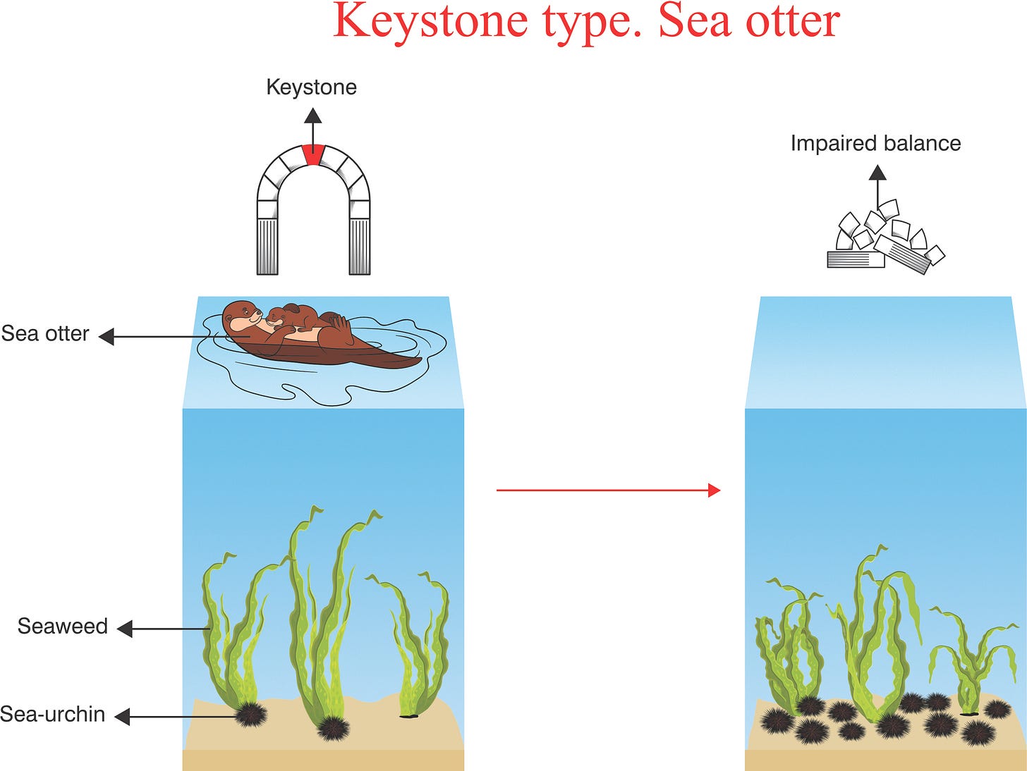 11: The Role of Keystone Species in Ecosystem Stability