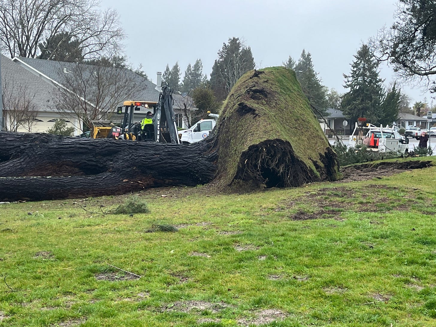 Storm Brings Down Huge Tree at Libby Park