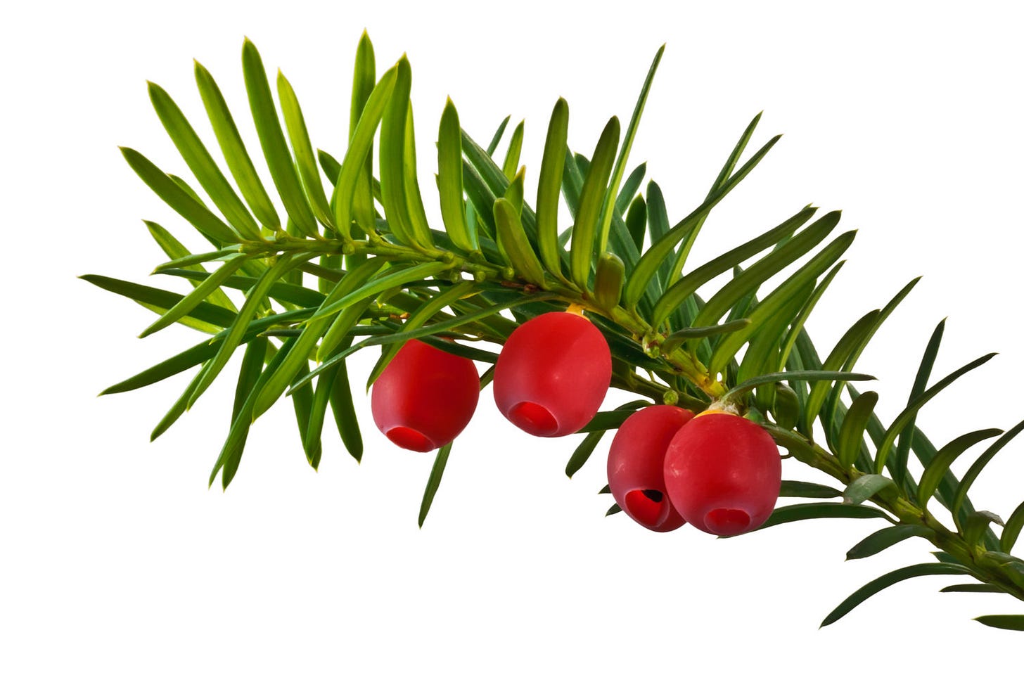 9 Famous Examples of Drugs That Came From Plants