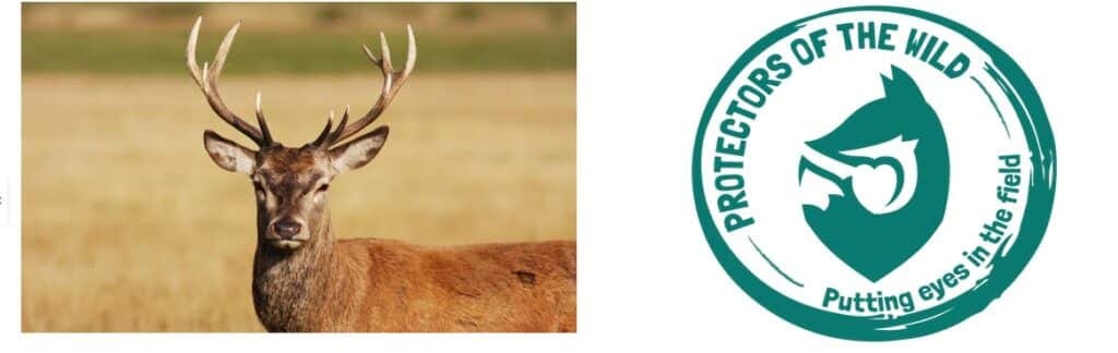 The Secret Monitor: Stag hunting not cruel enough? There's always hind ...