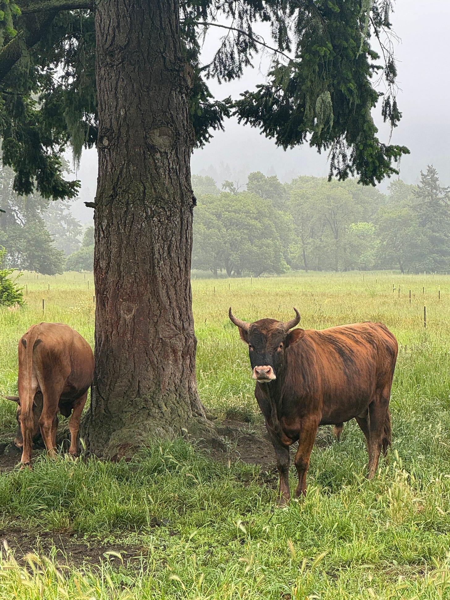 Horns - Cattle Culture