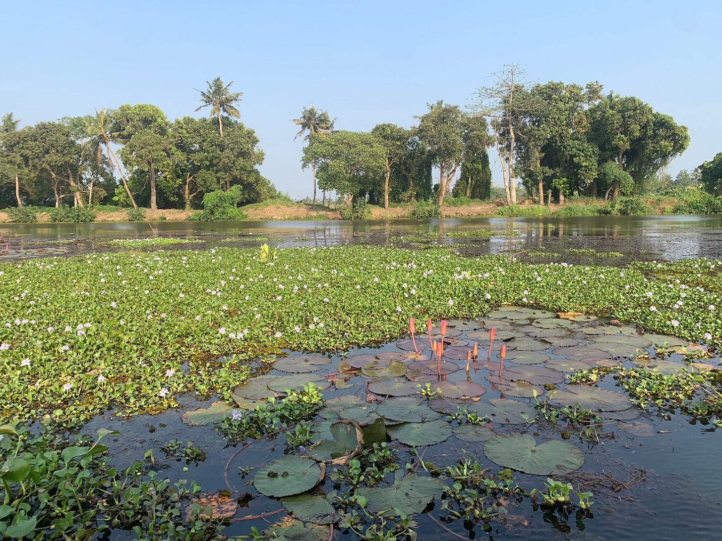 thot pudding | Sarah Thankam Mathews | Substack