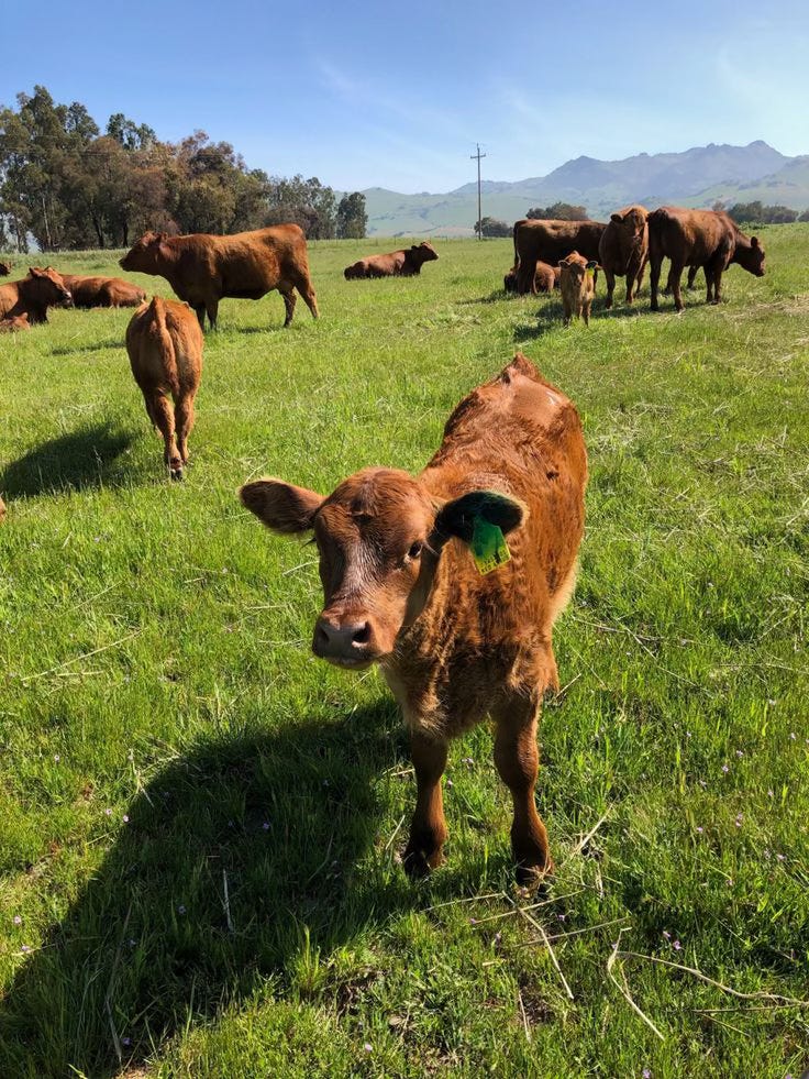 The Complete Guide to Beef Tallow - by Really Tan Man