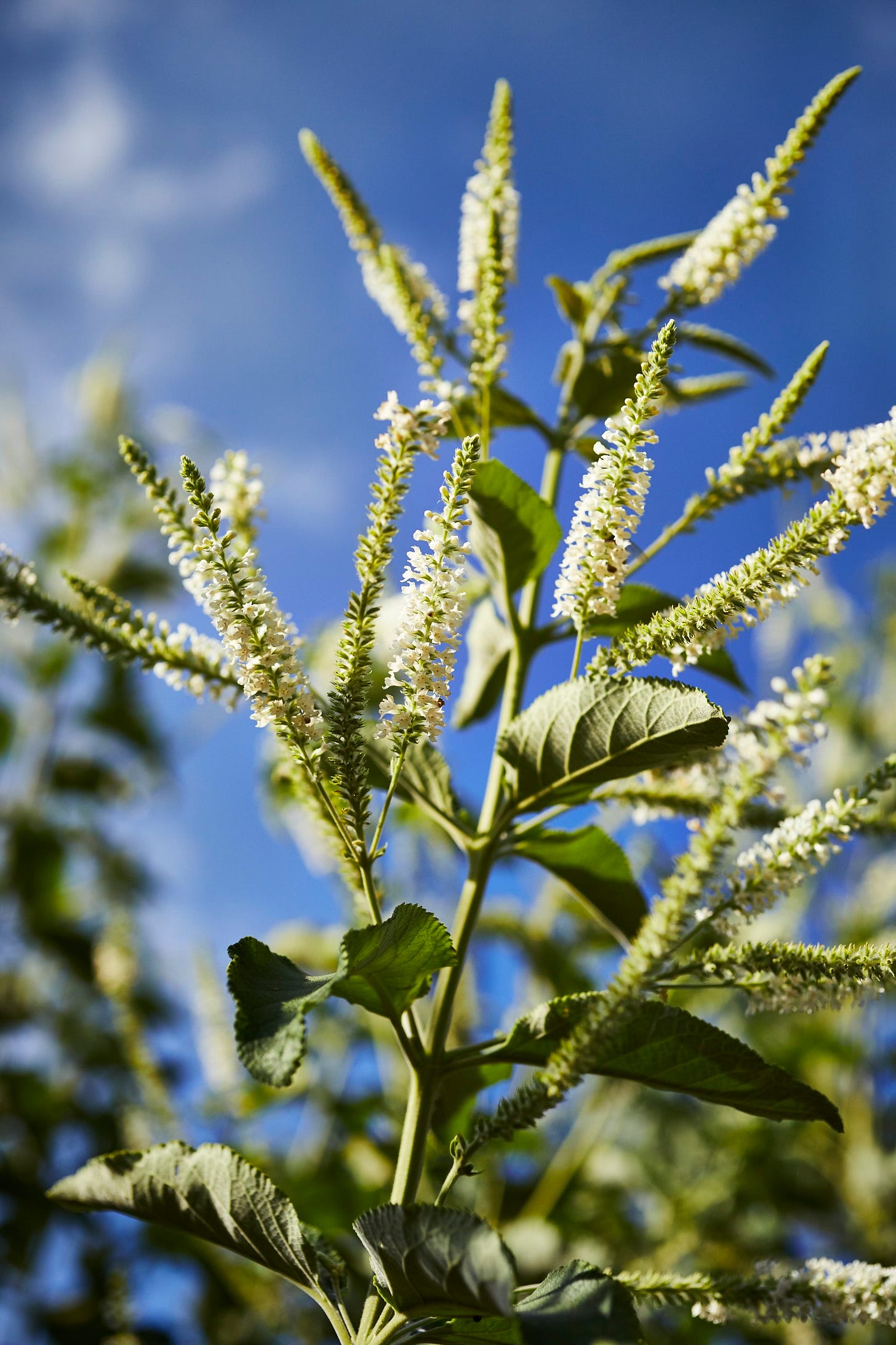 Sweet Almond Verbena, a New Podcast & Upcoming Events