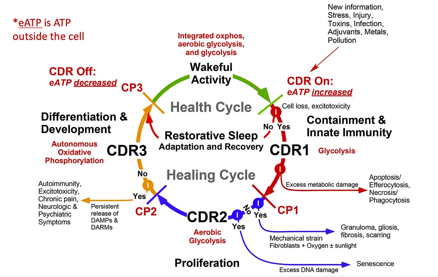 What is the Cell Danger Response? - by A Midwestern Doctor