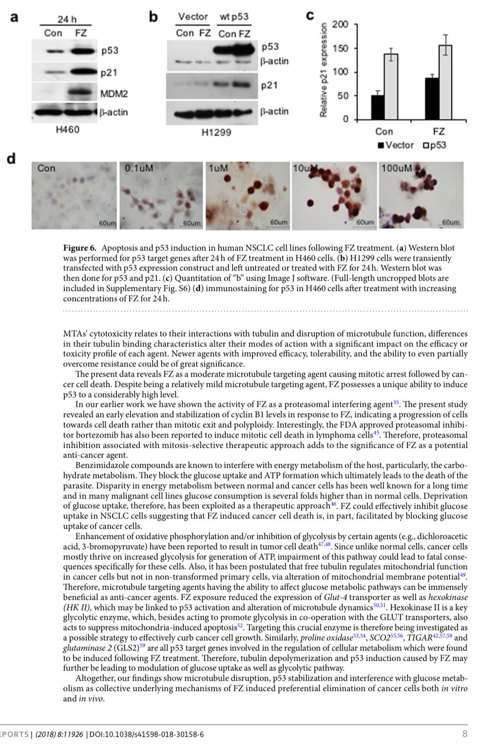 The Joe Tippins Cancer Protocol - by Dr Margaret Aranda