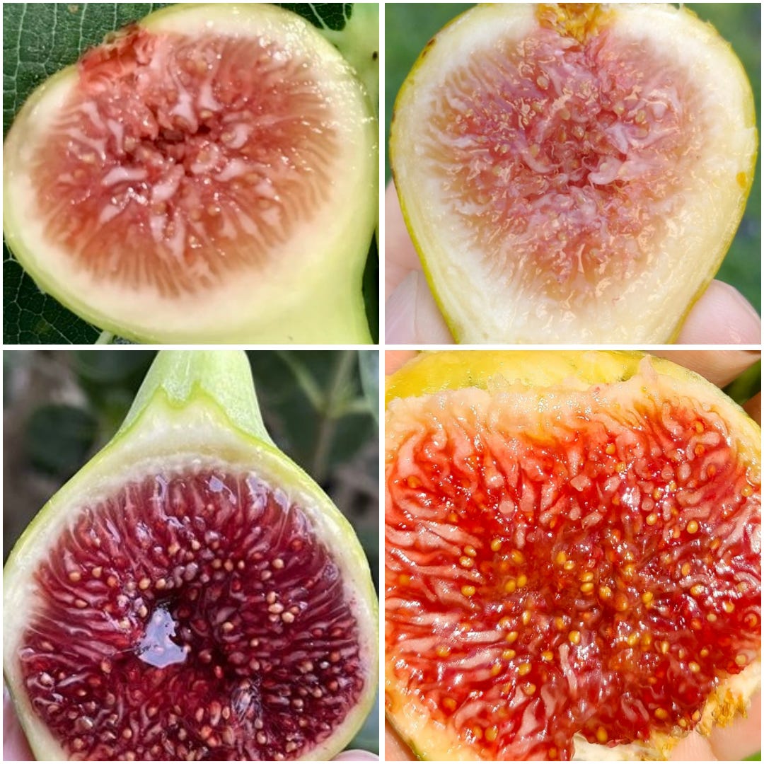 What Do Figs Taste Like? - The Fig Jam