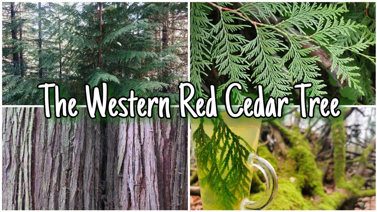 Western Cedar Tea Grandmothers' Old Fashion Remedy