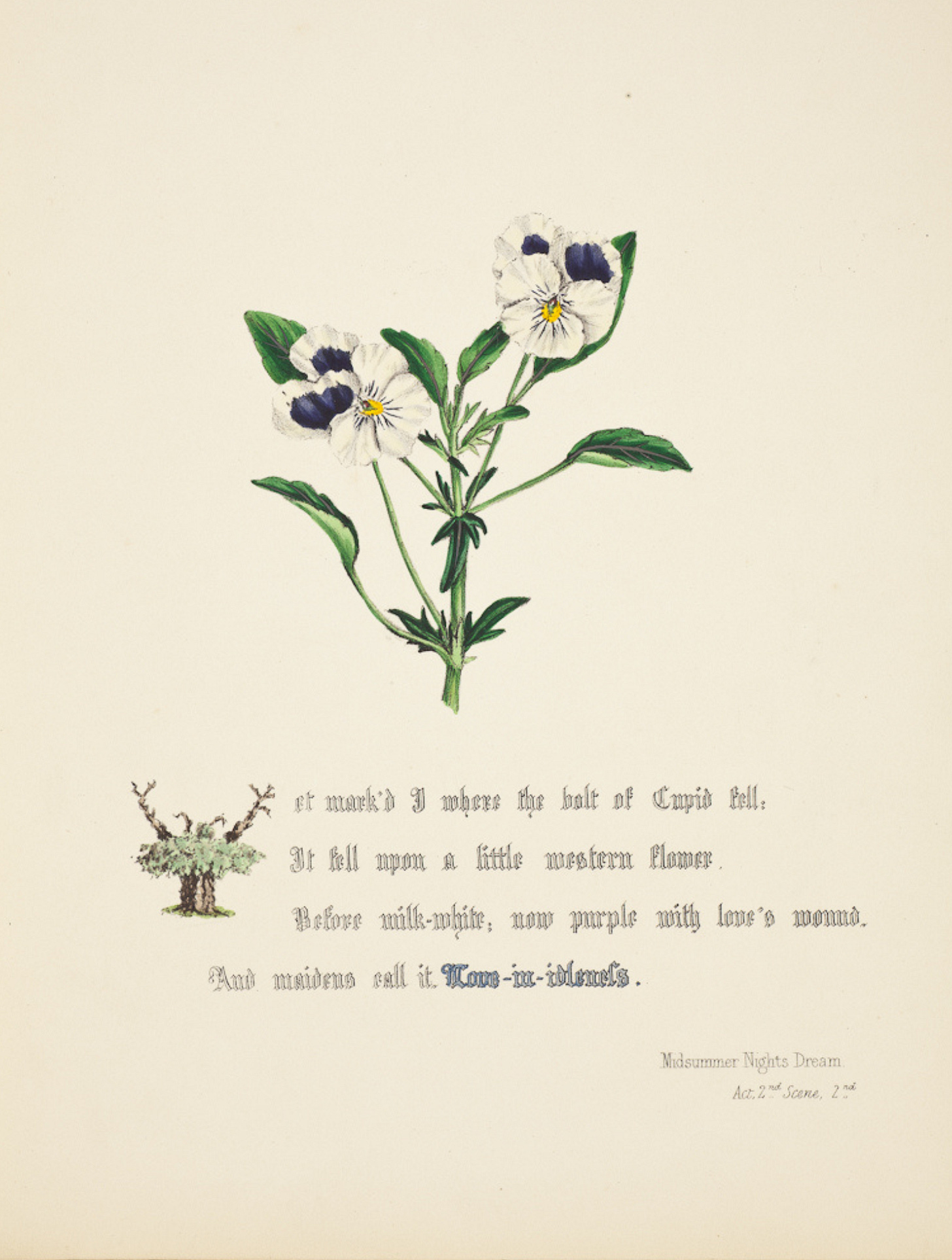 The Shakespeare Garden: Jane Elizabeth Giraud's Posies and Elizabethan ...