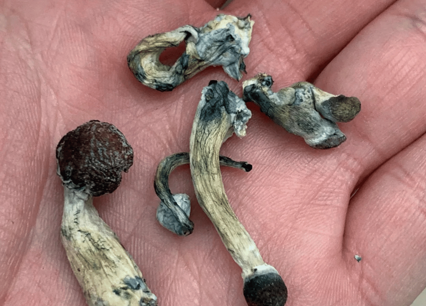 The Art of Preservation: Maximizing Shroom Shelf Life