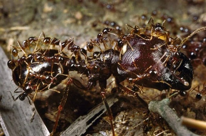 Ant Spotlight: Carebara diversa - by Jack Becker