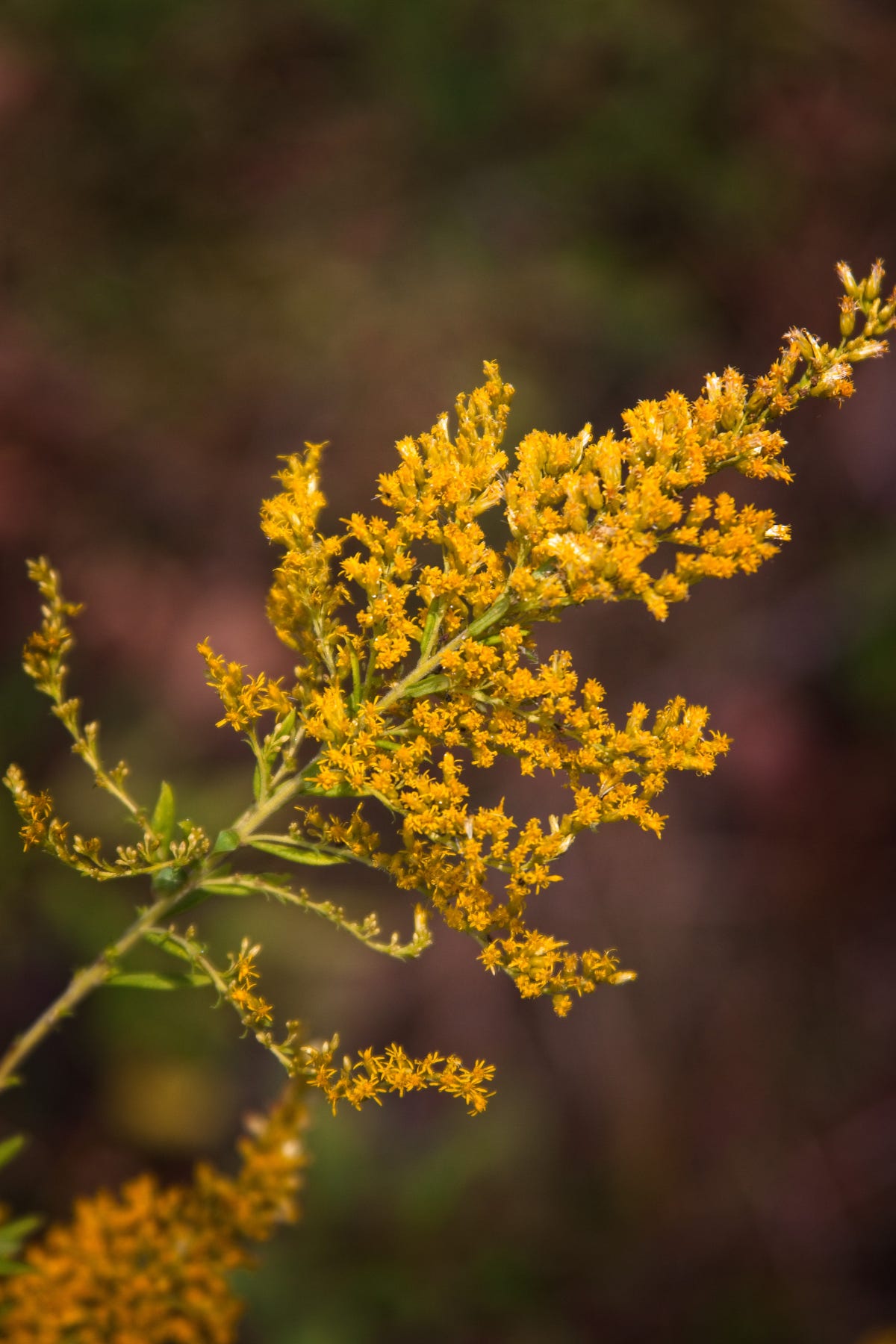 The Medicinal Uses of Goldenrod