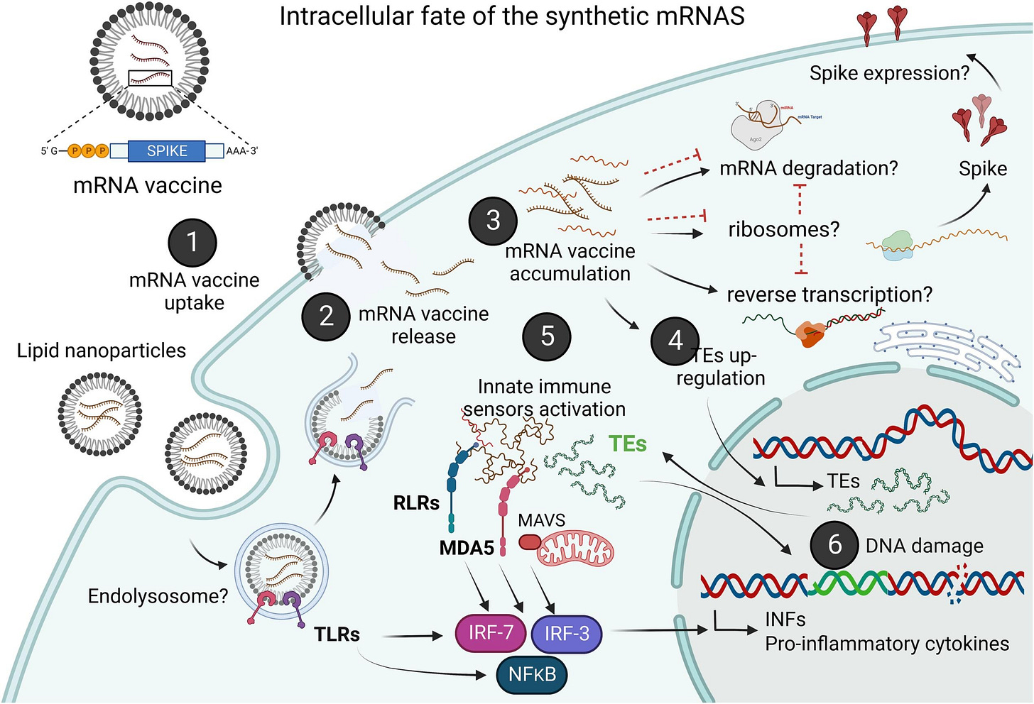 ΜΕΛΕΤΗ: Πιθανοί κίνδυνοι για την υγεία της θεραπείας με εμβόλια που ...