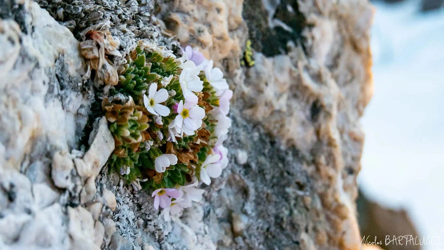 All the plants in the Alps - by Anne Thomas