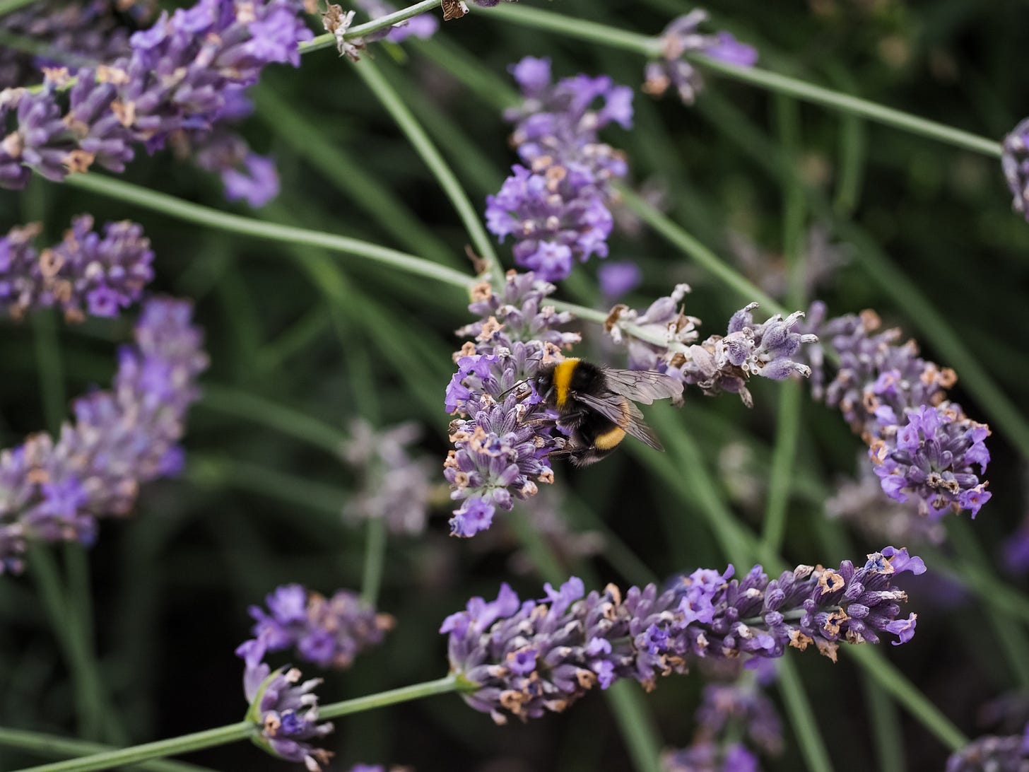 10 Simple Things That Bring Me Joy - by Clementine Barton