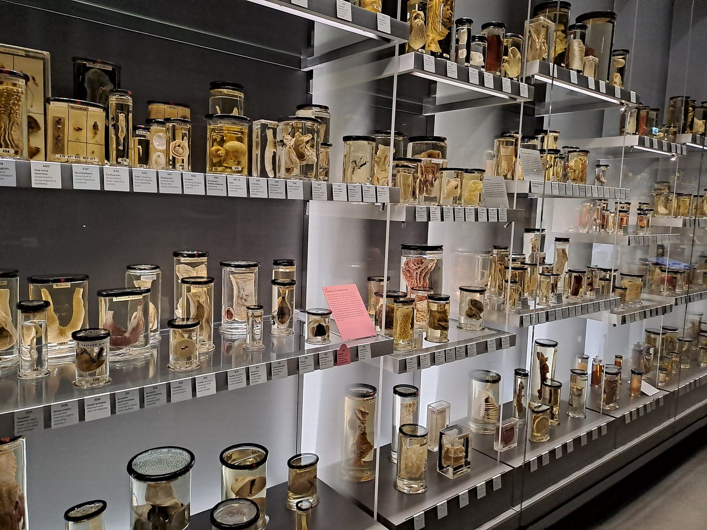 London's Hunterian Museum - by Rachael Rowe