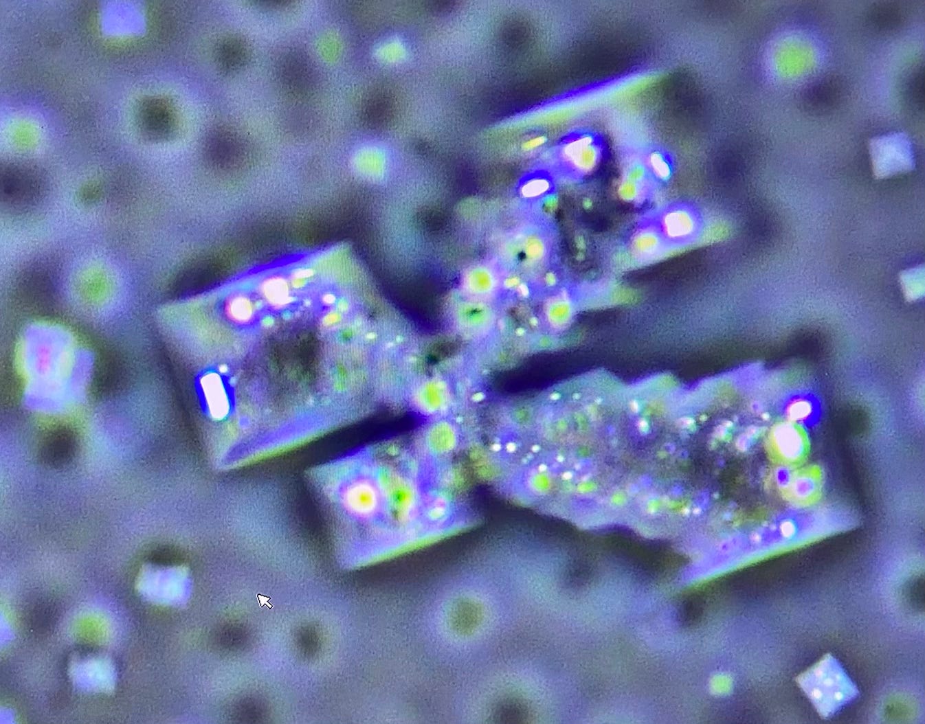 Incubation at Body Temperature Favors Higher Complexity of Self ...