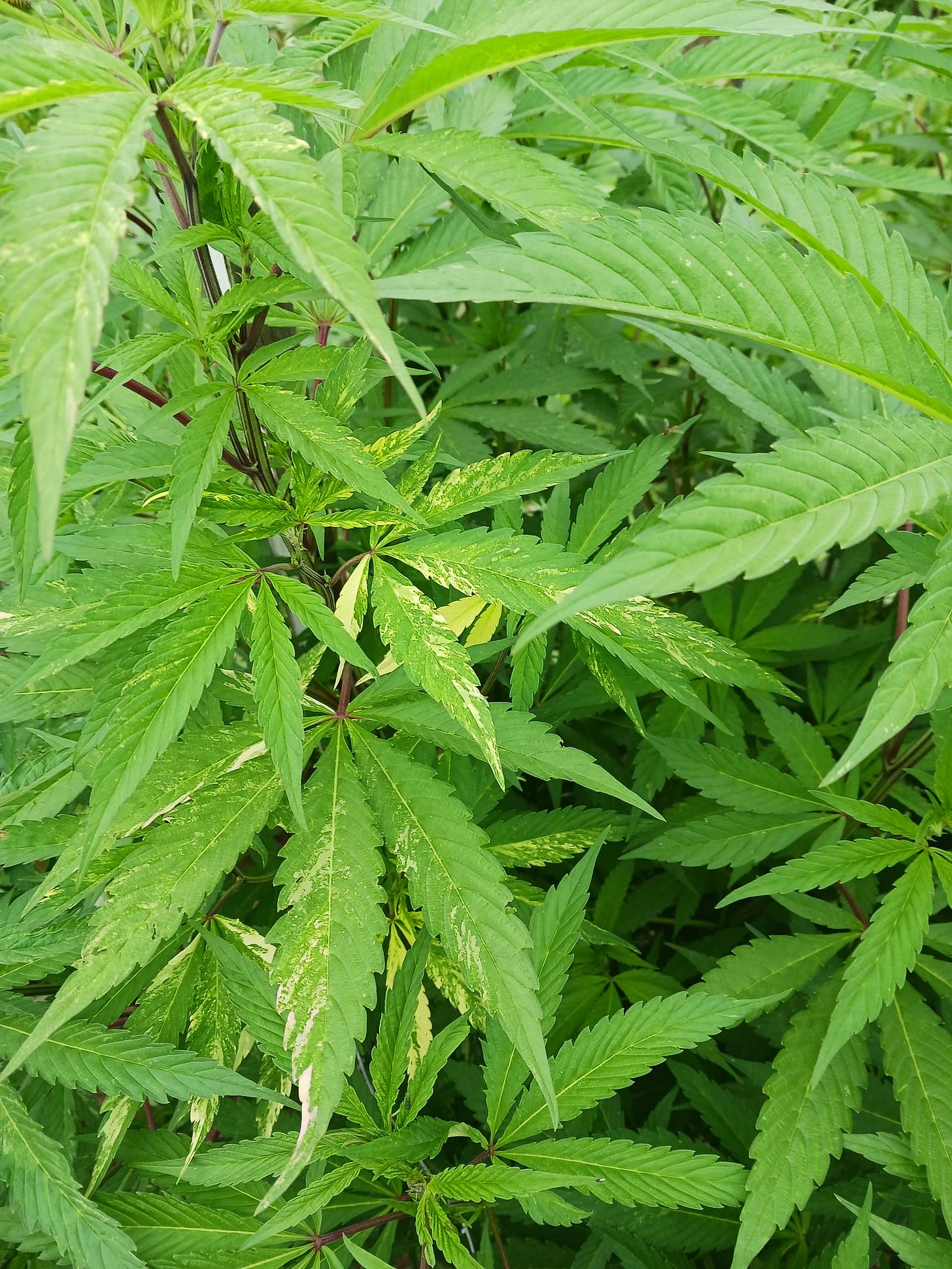 Common Cannabis Mutations — E T H O S