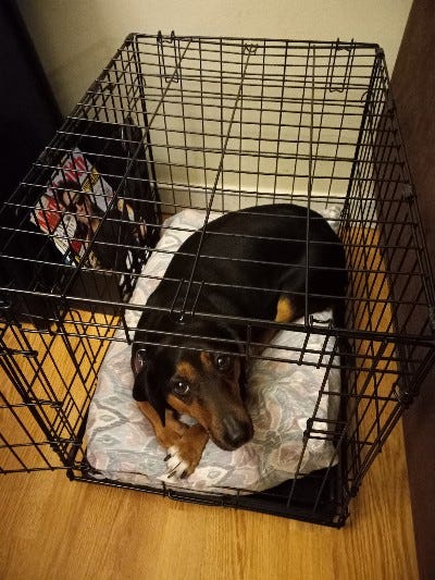 Why do dogs tear up dog beds? - by Shamontiel L. Vaughn