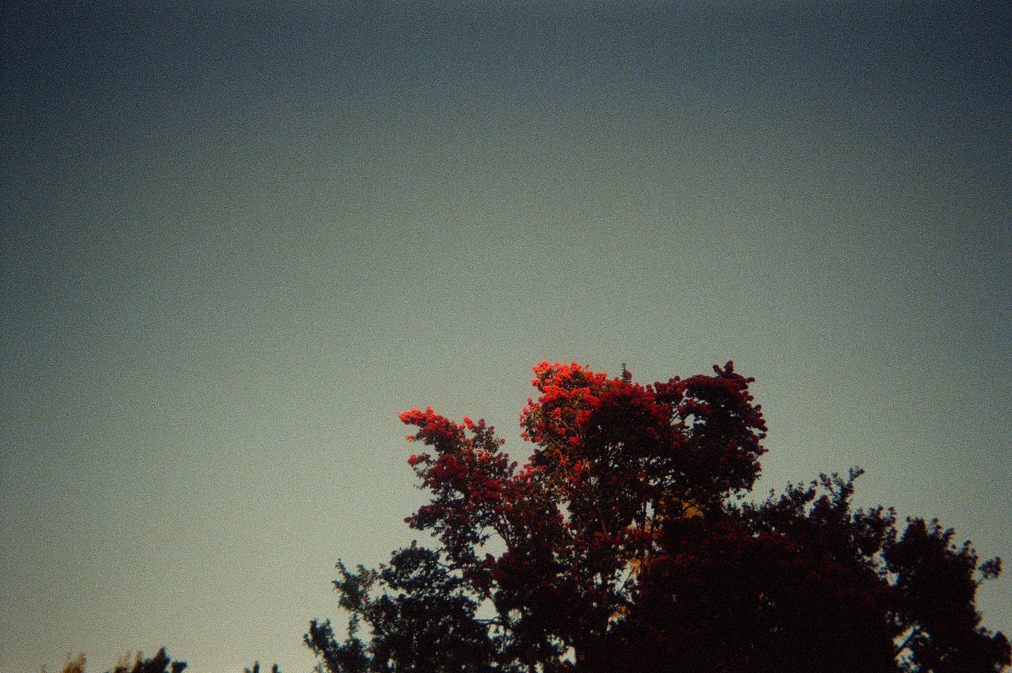 Summer MVPs - by Ashlee Gadd - The Second Act