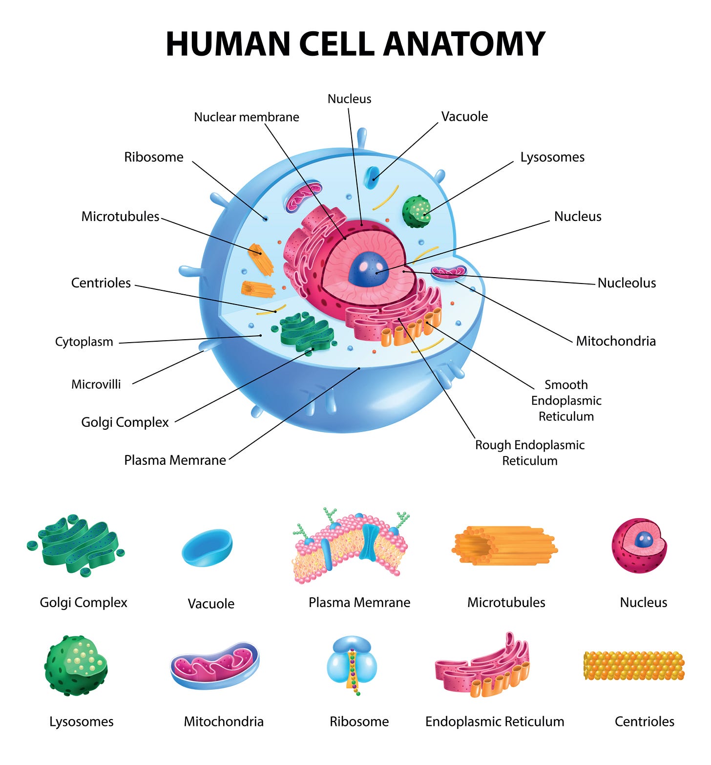 Understanding Cells and Their Environment