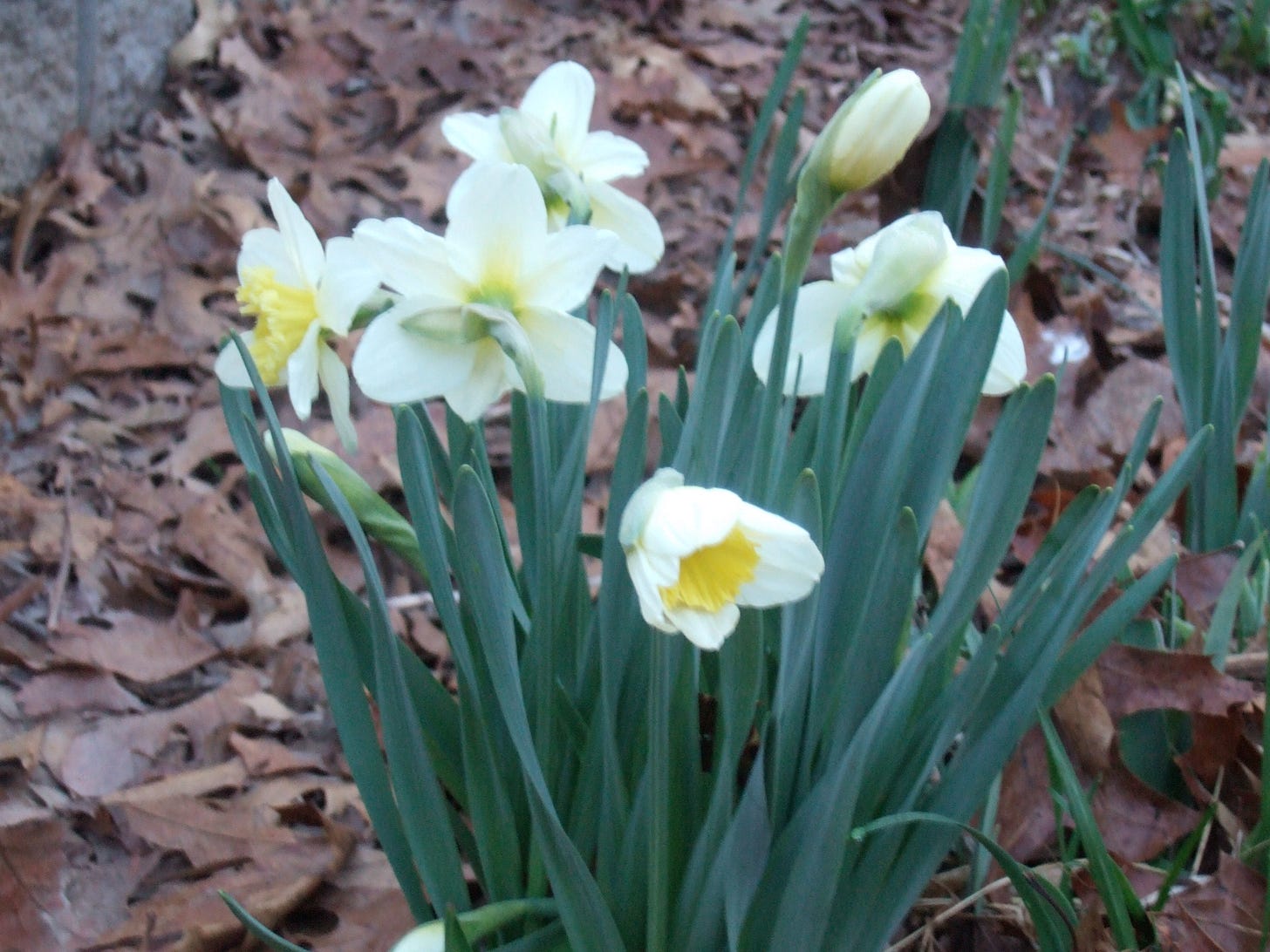 The blessing of daffodils - by Chris Sommer