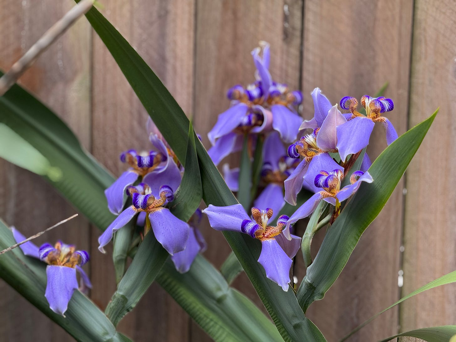 Planting iris: Q&A with Austin Kleon - by Holly Ringland