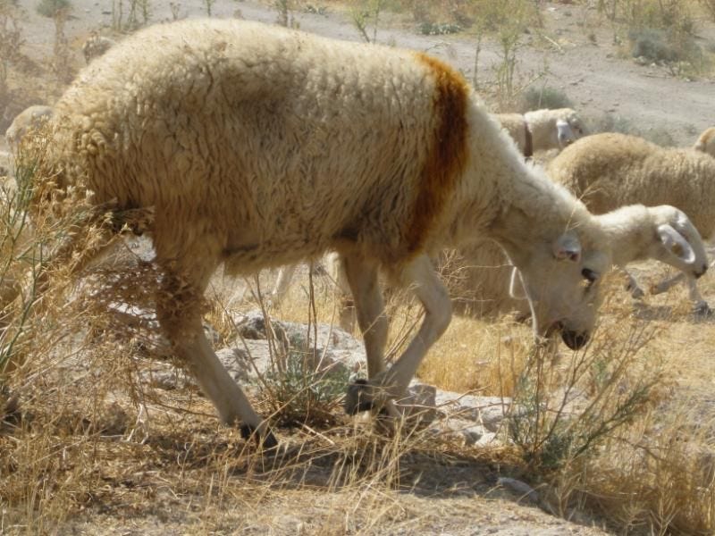The Long Journey of Domesticated Sheep: How Ancient Herders Shaped a ...