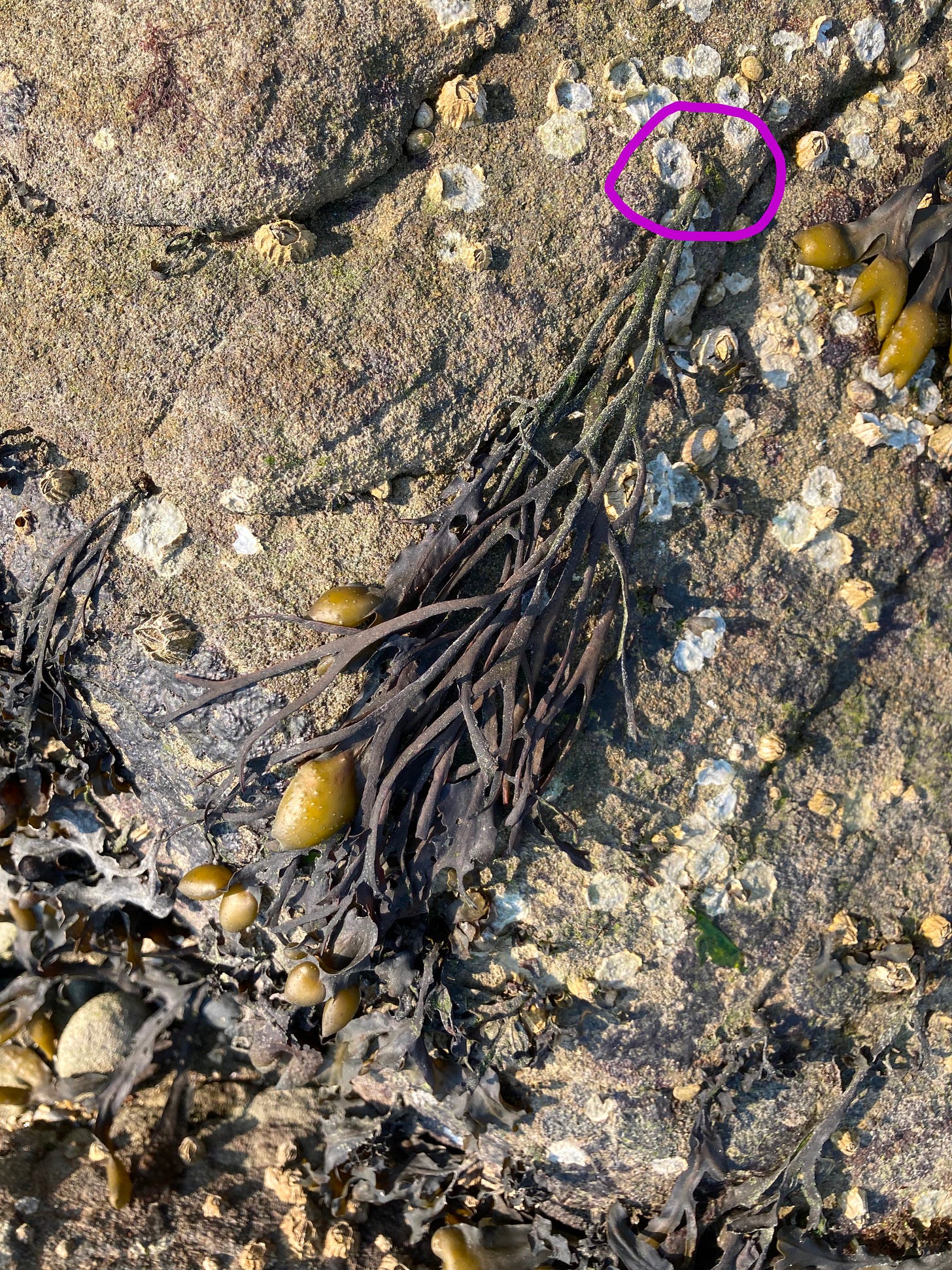 The Art of Underwater Adhesion: Seaweed Holdfasts