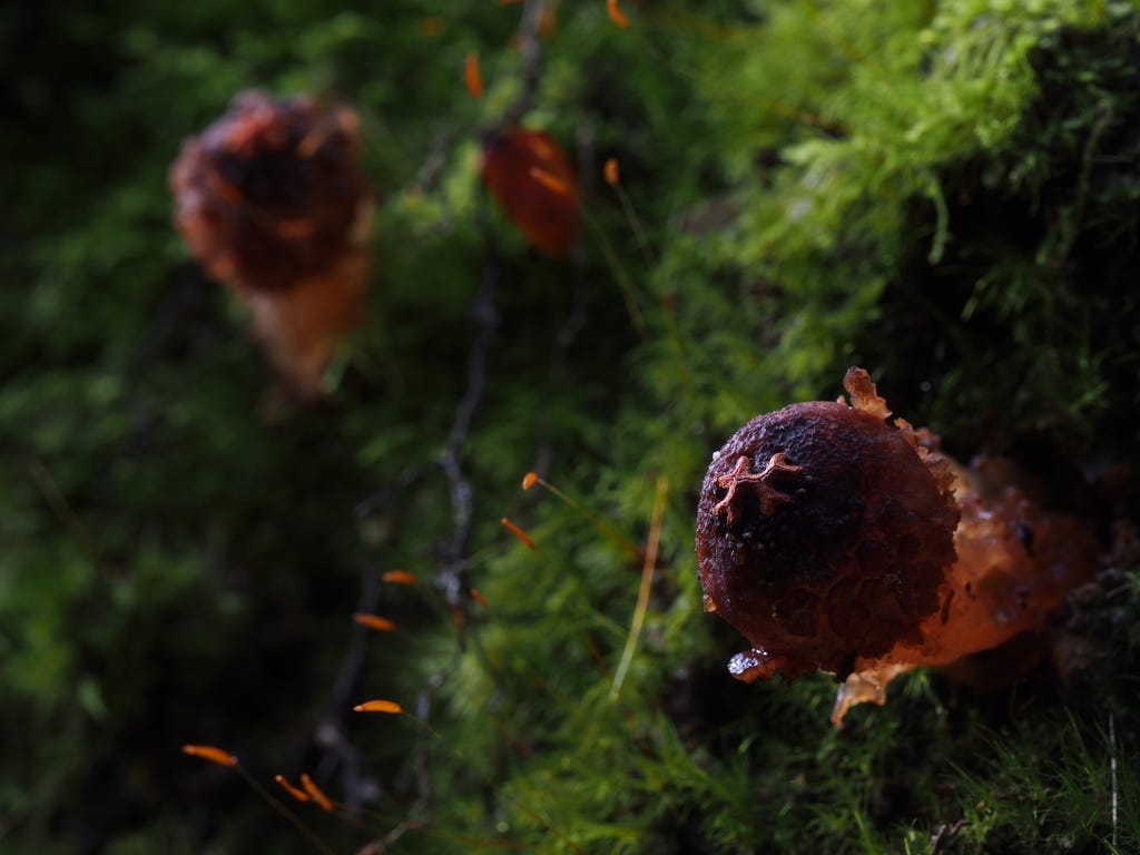Unearthing the Colorful and Bizarre Pouch Fungi of New Zealand