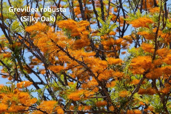 Grevillea Plants 101: Everything You Need to Know About This Stunning ...