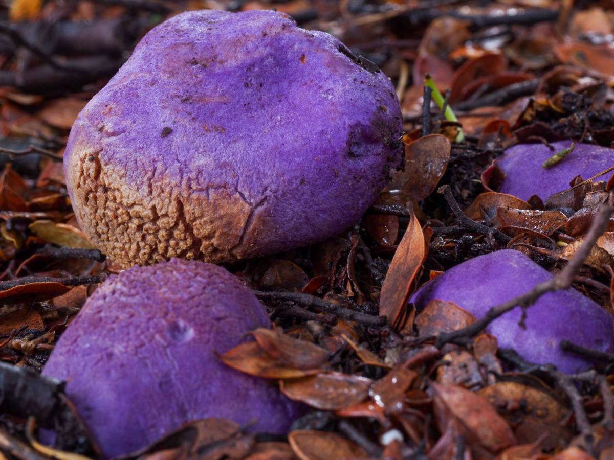 Unearthing the Colorful and Bizarre Pouch Fungi of New Zealand