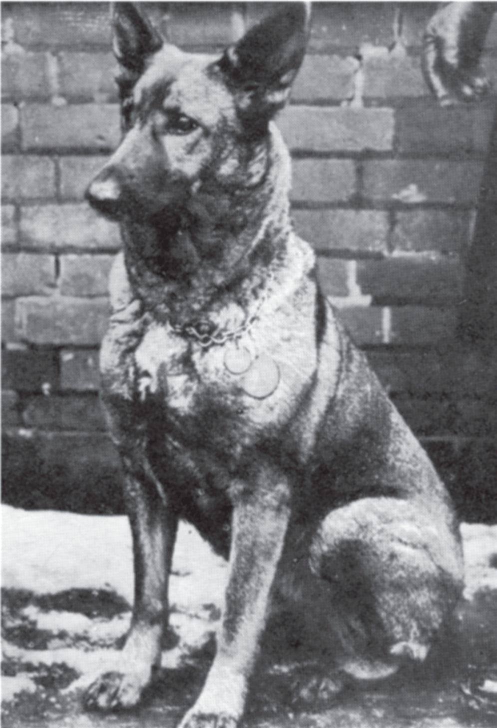 'Military Dogs of World War II' - by Martin Cherrett