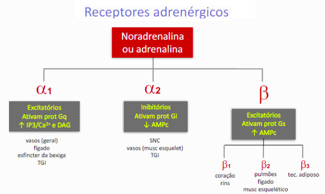 Neurotransmissores e receptores adrenérgicos | Transmissão Adrenérgica