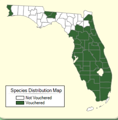 Florida's invasive species -- Caesar Weed