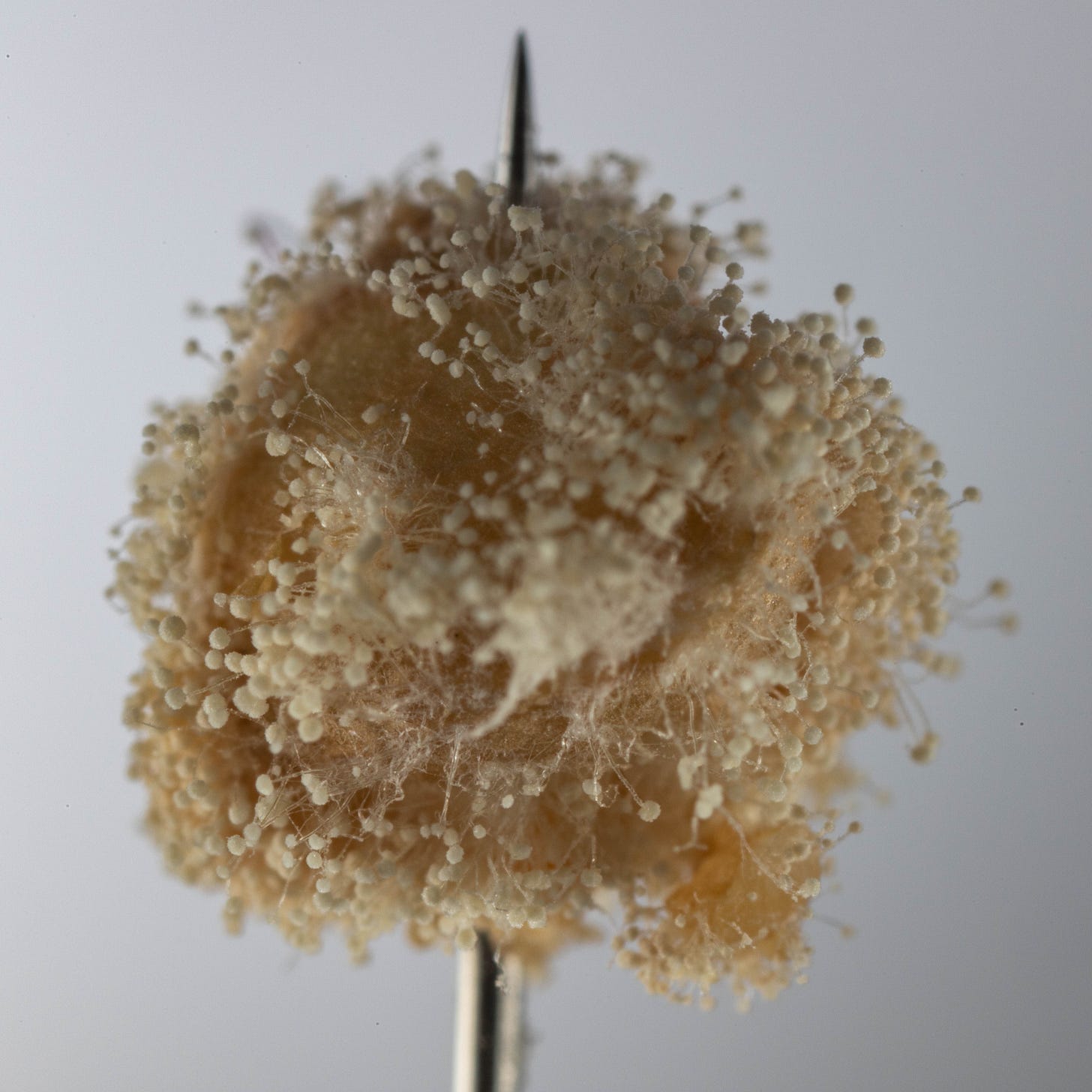 What is Koji? - The Koji Collection