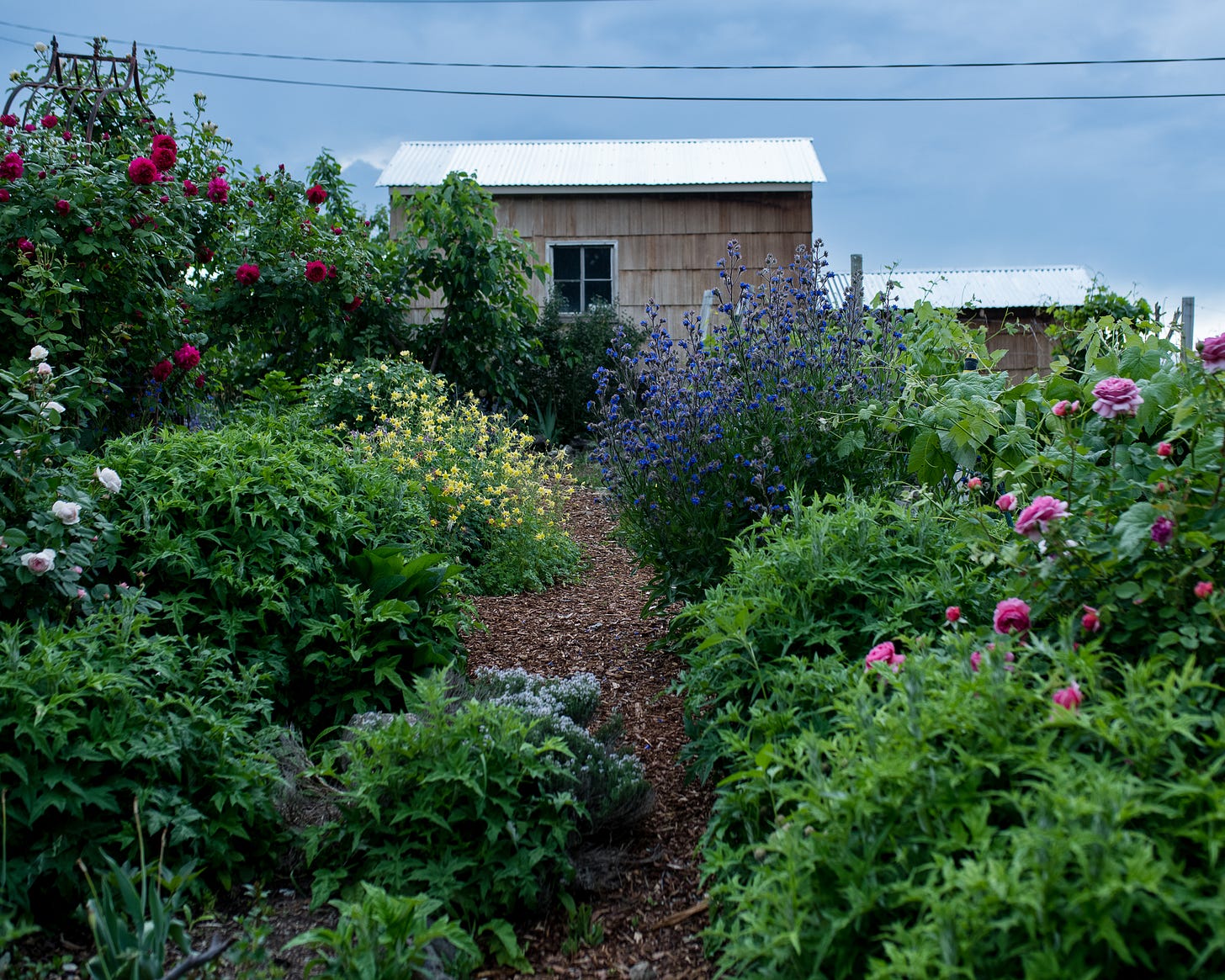 June Cottage Garden Tour — The Elliott Homestead
