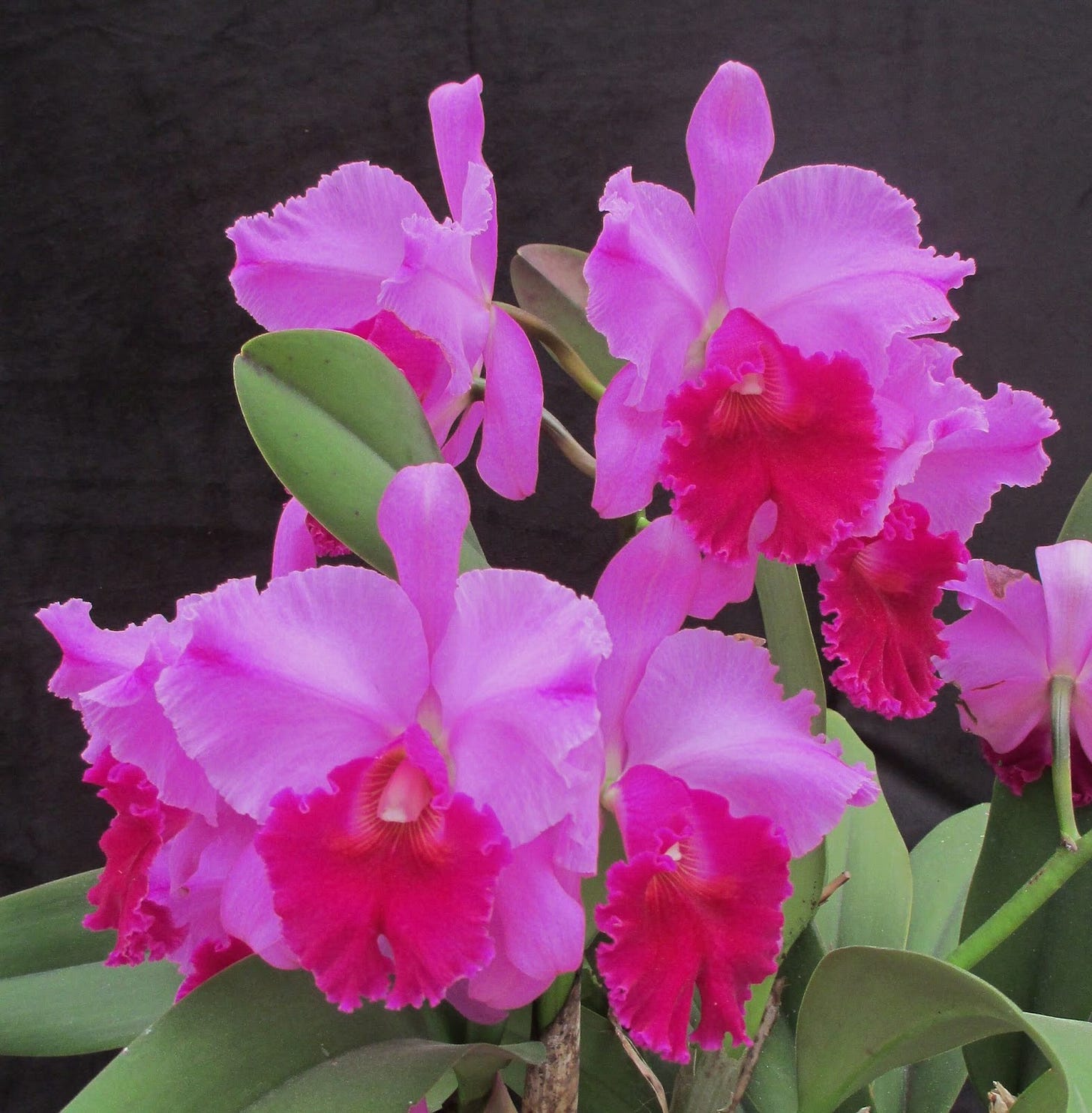 ‘The Queen’ of Flowering Plants Is for First Ladies