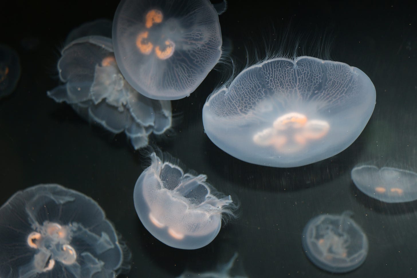 Experience the Wonders of Alaska's Marine Life at the Alaska Sealife Center