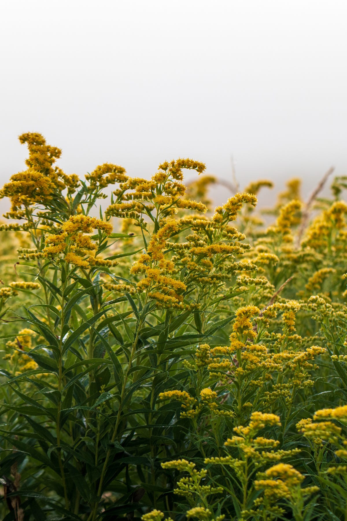 The Medicinal Uses of Goldenrod