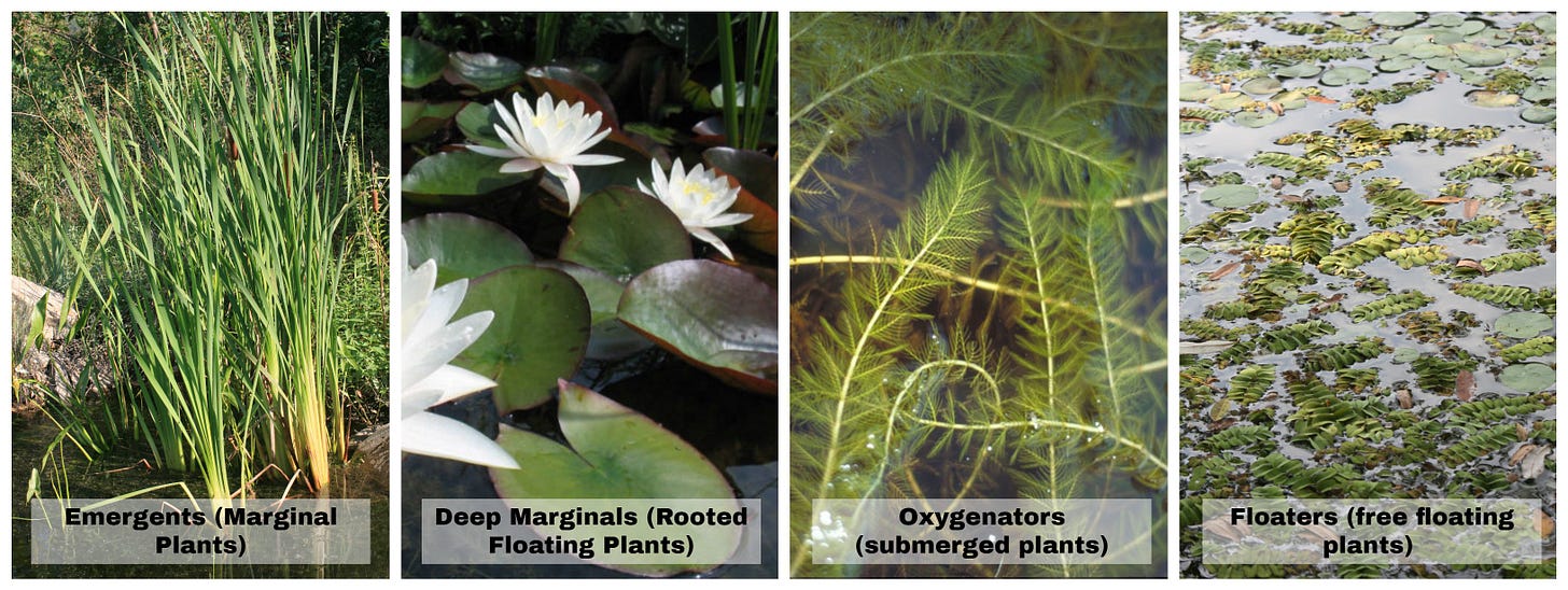 Balkan Ecology Project : Wildlife Pond Design, Planting and Management